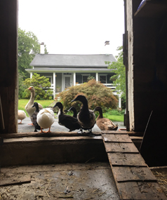 How to Guard Your Backyard Flock with Domestic Geese Breeds - Backyard ...